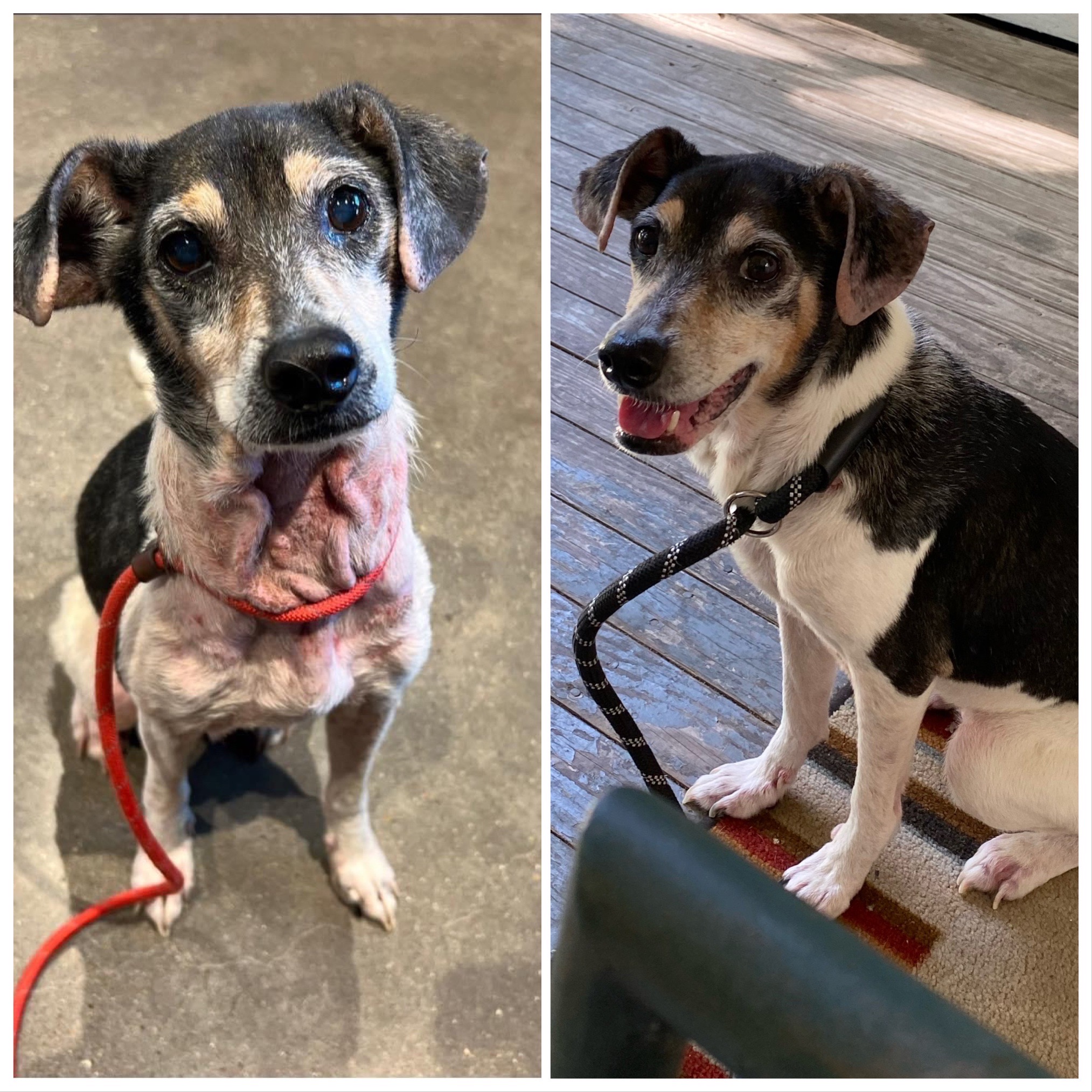 Grooming Services - Pearls Place